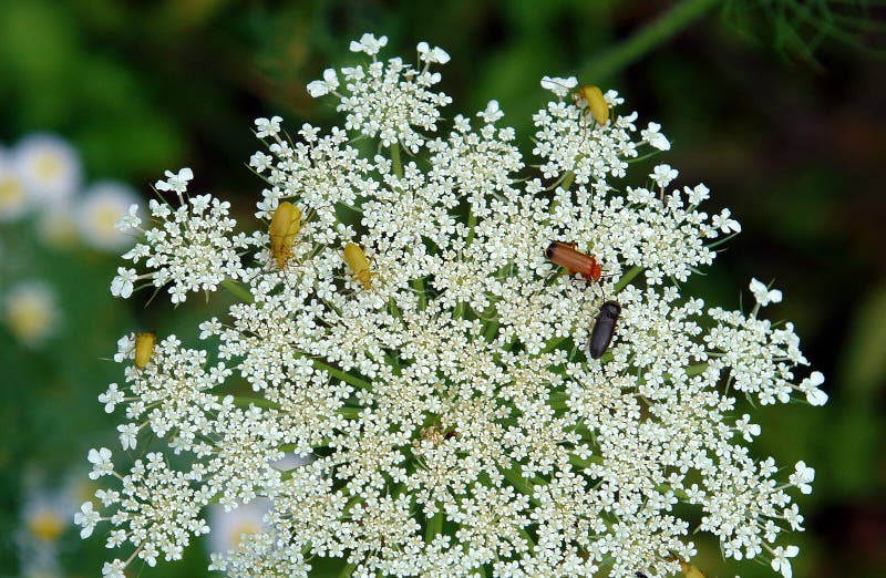Flowering Plants Attract Insects Stock Image - Image of daisy ...