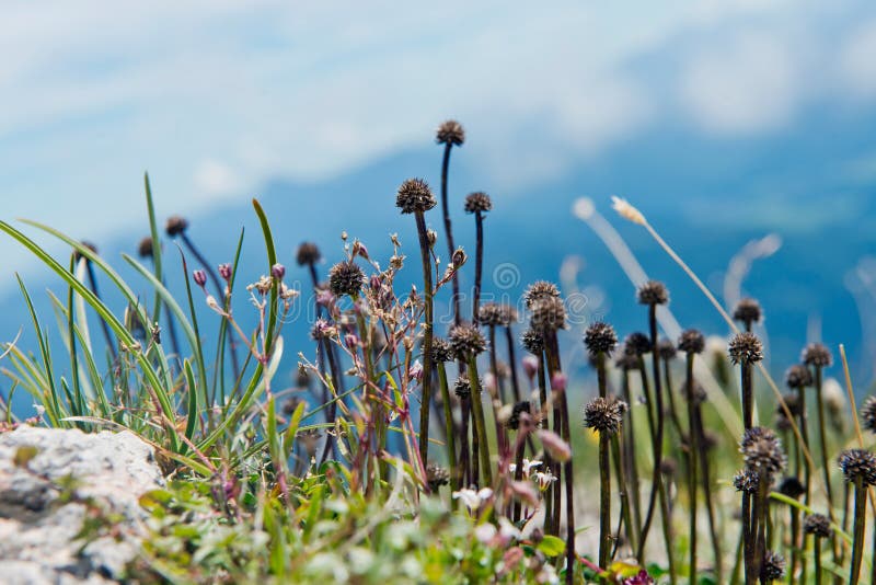 Flowering Plants in the German Alps Stock Image - Image of alps ...
