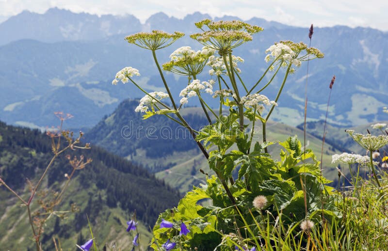 Flowering Plants in the German Alps Stock Photo - Image of alps ...