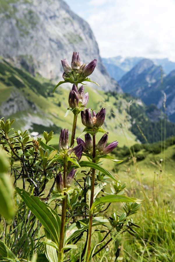 Flowering Plants in the German Alps Stock Image - Image of plants ...