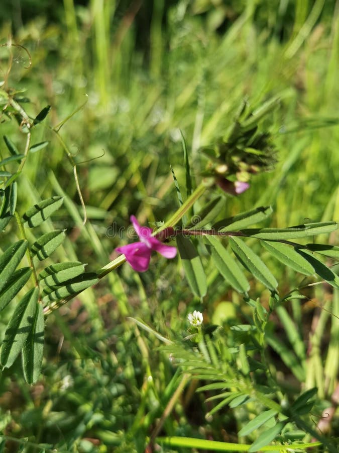 Flowering plants in spring stock photo. Image of grassland - 248801864
