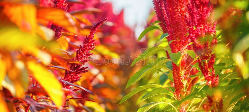 Edible Amaranth, Southern Red, Stock Image - Image of ground, amaranth ...