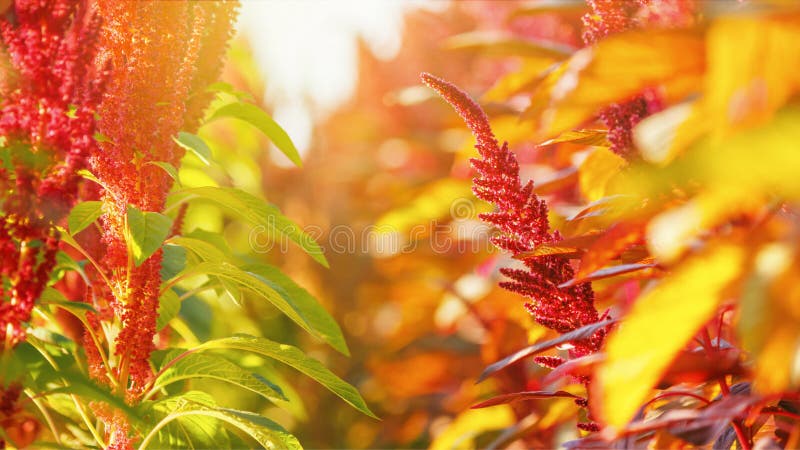 Flowering Plants of Two Different Varieties of Edible Amaranth Grow in ...