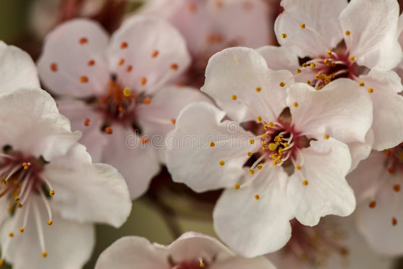 Plum Leaf Curl A Disease Caused By Aphids That Causes Curling Of The