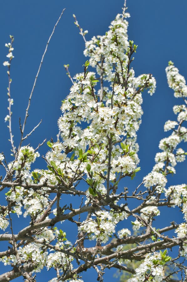 Flowering plum blossoms stock image. Image of fruit, floral - 92531575