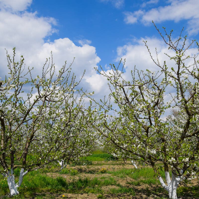 Flowering plum garden stock image. Image of petals, botany - 142222899