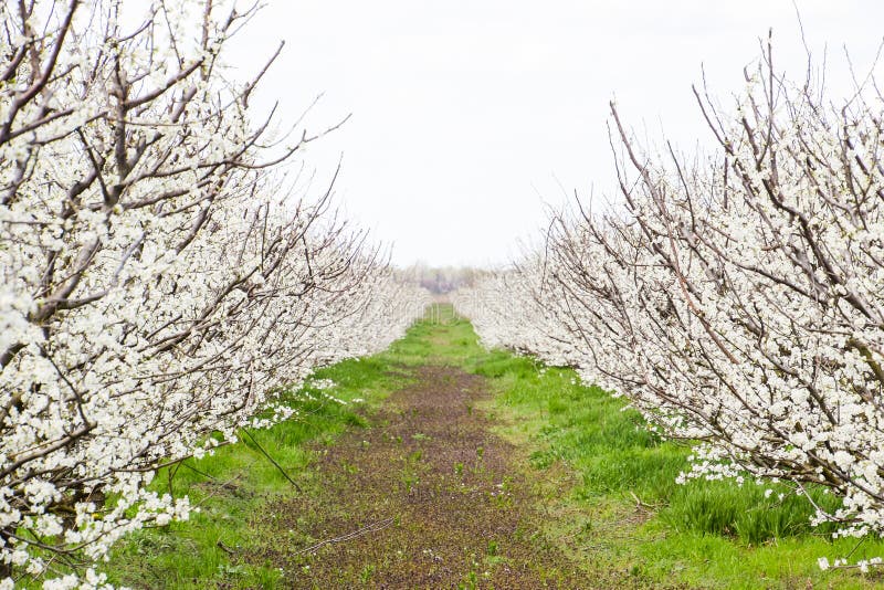 Flowering plum garden stock image. Image of plastered - 69430065