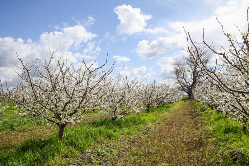 Flowering plum garden stock image. Image of bloom, pistil - 69433505