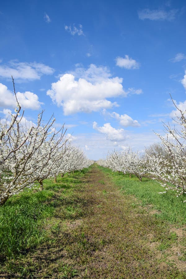 Flowering plum garden stock photo. Image of orchard, pollen - 69447674