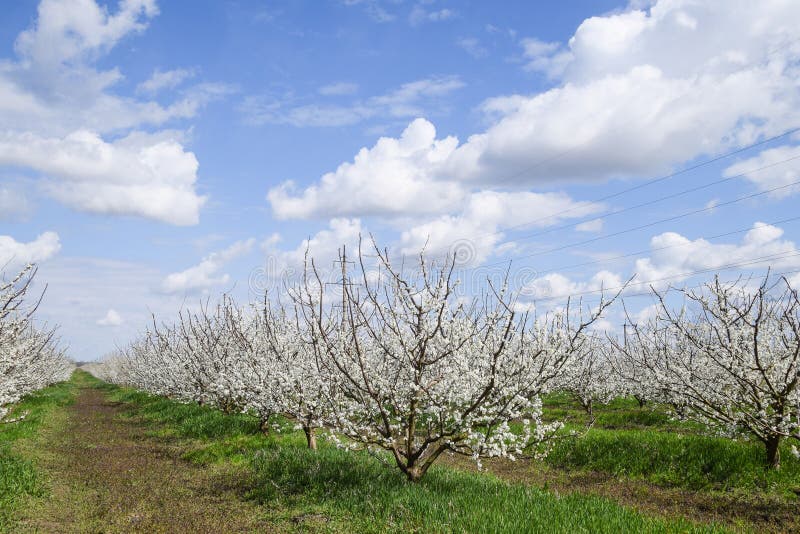 Flowering plum garden stock image. Image of blossoms - 86014361