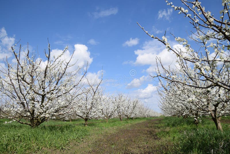 Flowering plum garden stock image. Image of flower, blossomed - 86019717