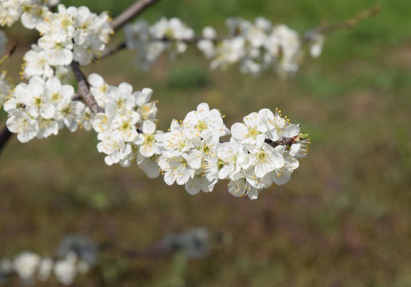 Flowering plum garden stock image. Image of garden, blossomed - 86021399