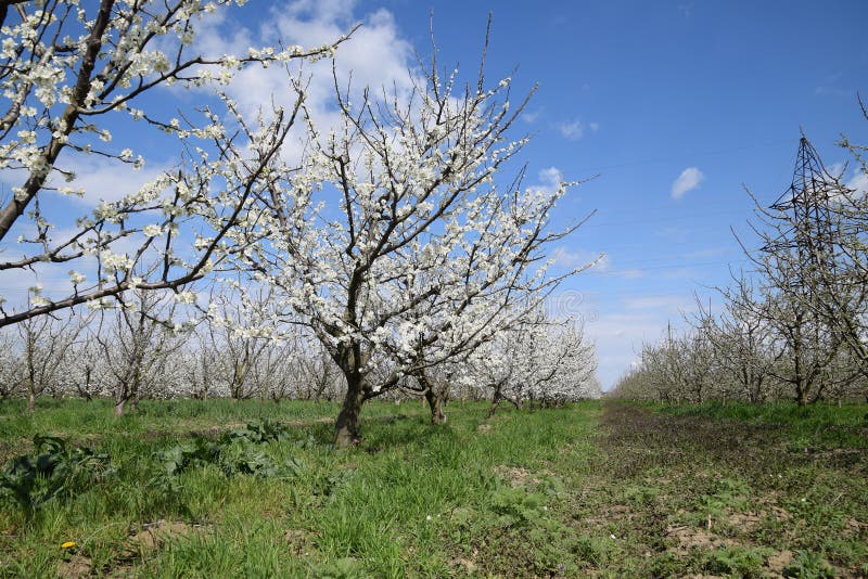 Flowering plum garden stock image. Image of background - 86022887