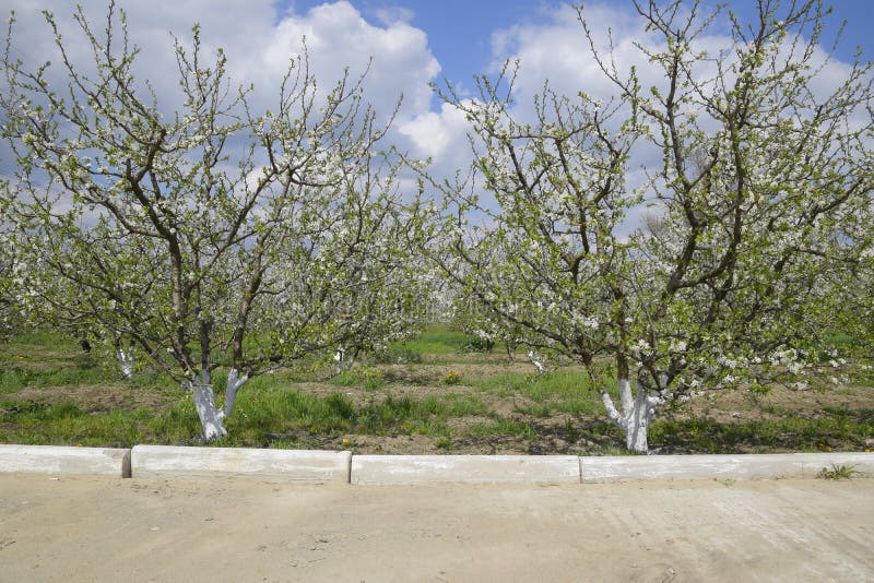Flowering plum garden stock photo. Image of flowering - 92152638