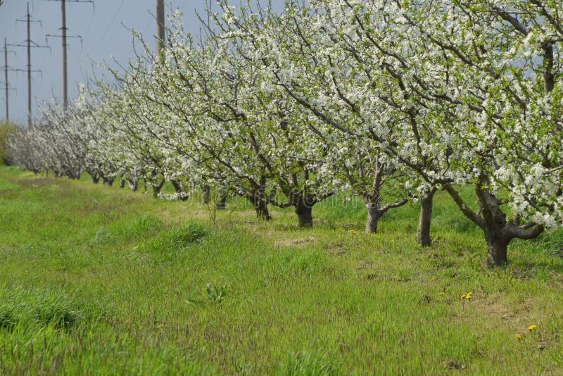 Flowering plum garden stock photo. Image of petal, fruits - 92154118