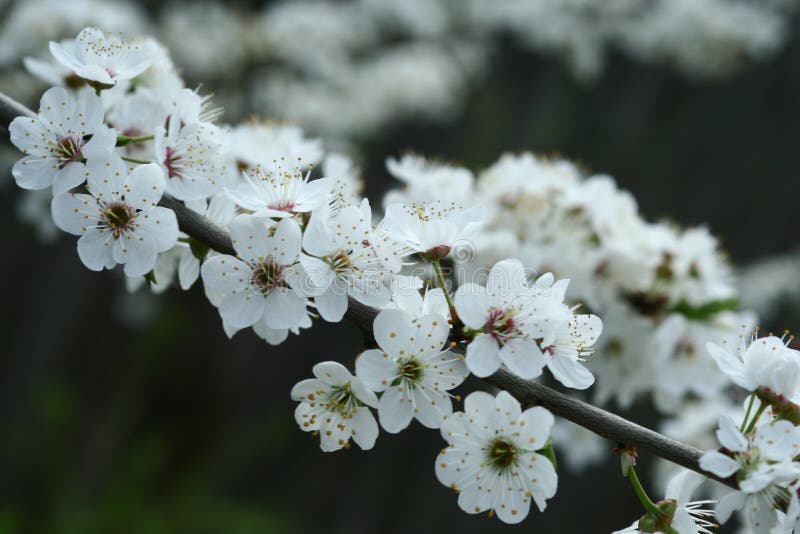Flowering plum tree stock image. Image of white, blossoms - 142629325
