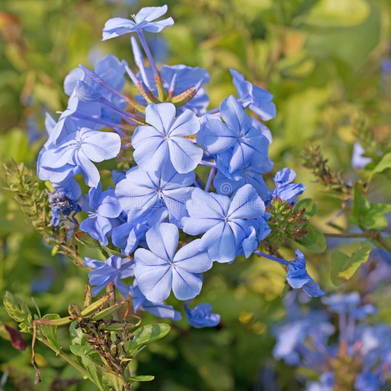 Flowering Plumbago, Plumbago Auriculata, in Close Up Stock Photo ...