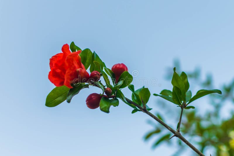 Flowering of pomegranate stock photo. Image of young - 154355484