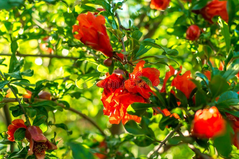 Pomegranate Bloom Stock Photos - Download 1,148 Royalty Free Photos
