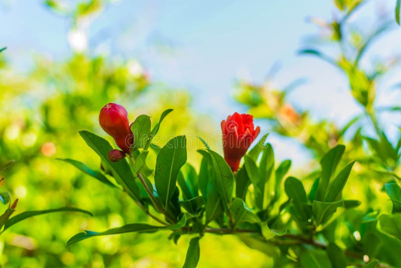 Flowering of pomegranate stock image. Image of plant - 154355491