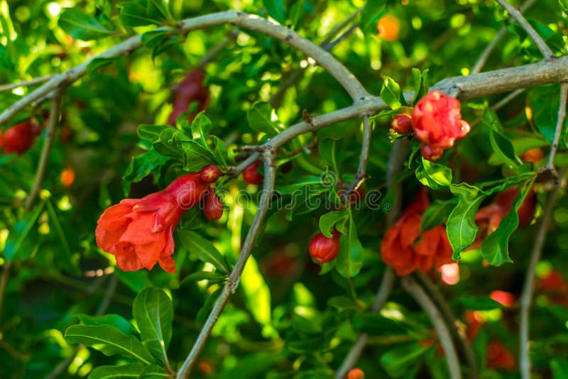 Flowering of pomegranate stock photo. Image of food - 154355502