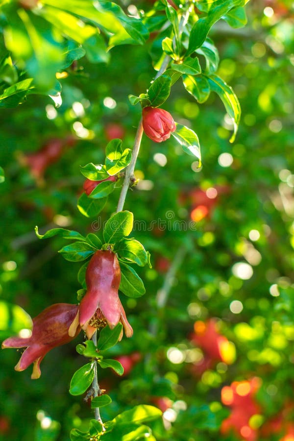 Flowering of pomegranate stock image. Image of green - 154355523