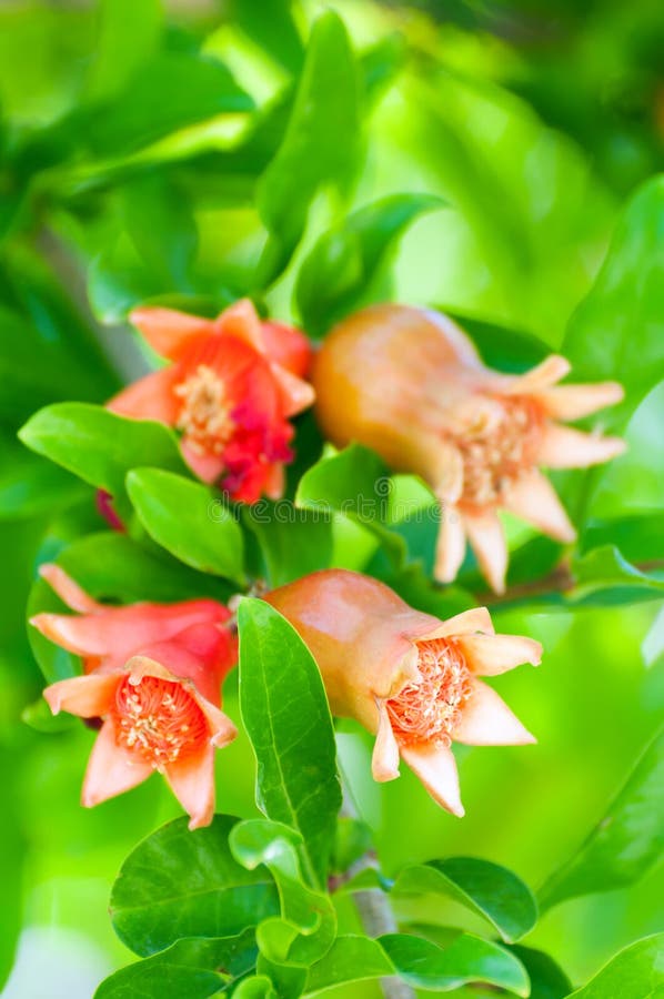 Flowering pomegranate tree stock photo. Image of bloom - 38091904