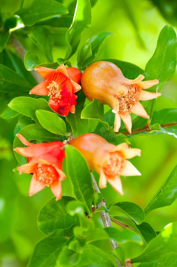 Flowering pomegranate tree stock photo. Image of turkey - 31611990