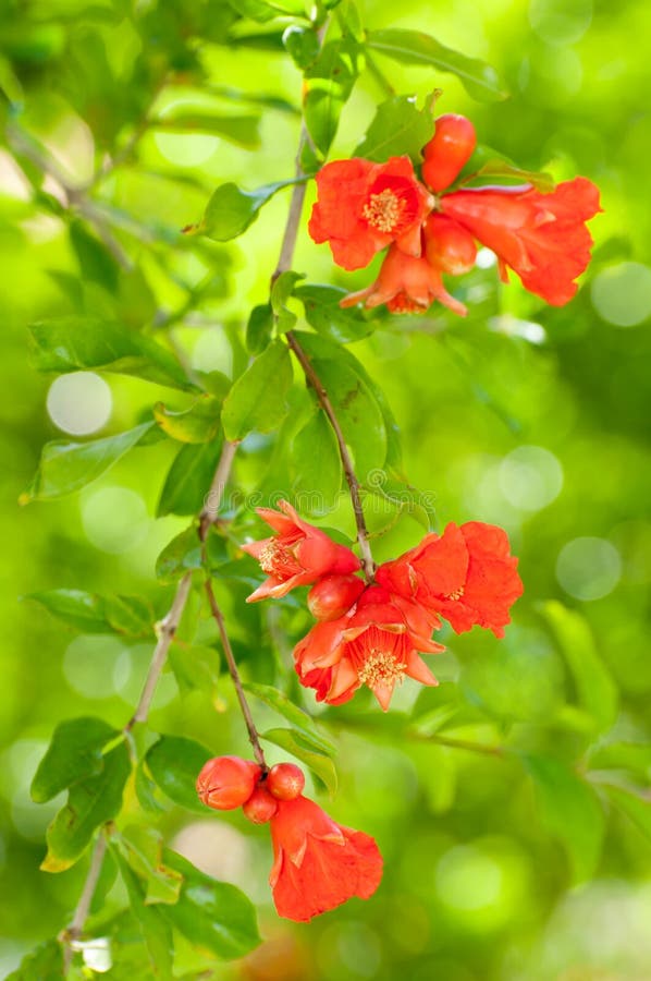 Flowering pomegranate tree stock photo. Image of fethiye - 31612004
