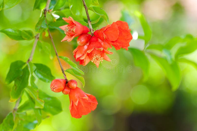 Flowering pomegranate tree stock photo. Image of closeup - 31612018