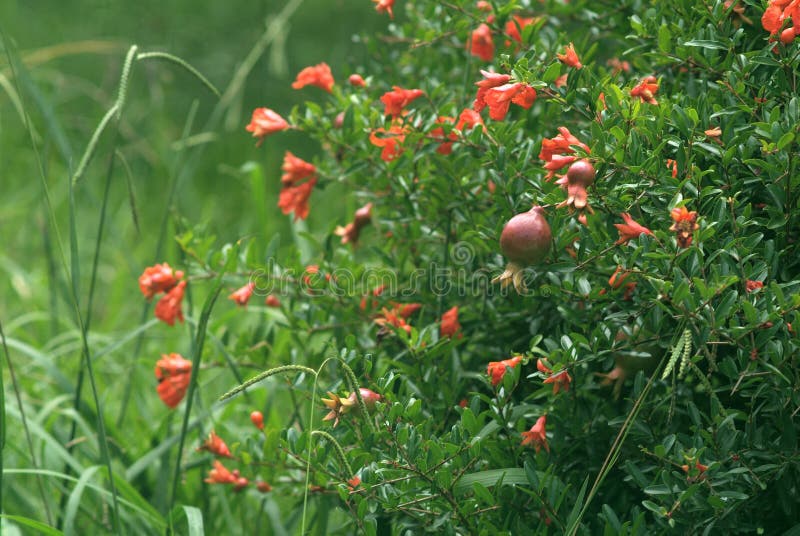 Flowering pomegranate tree stock image. Image of round - 86681435
