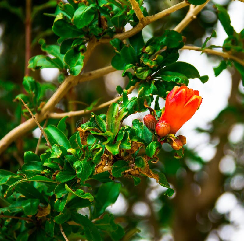 Flowering Pomegranate stock image. Image of fresh, granatum - 60193159