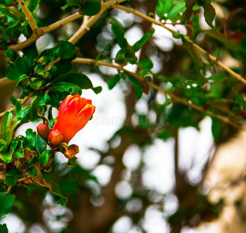 Flowering Pomegranate stock image. Image of jaffa, spring - 60193193