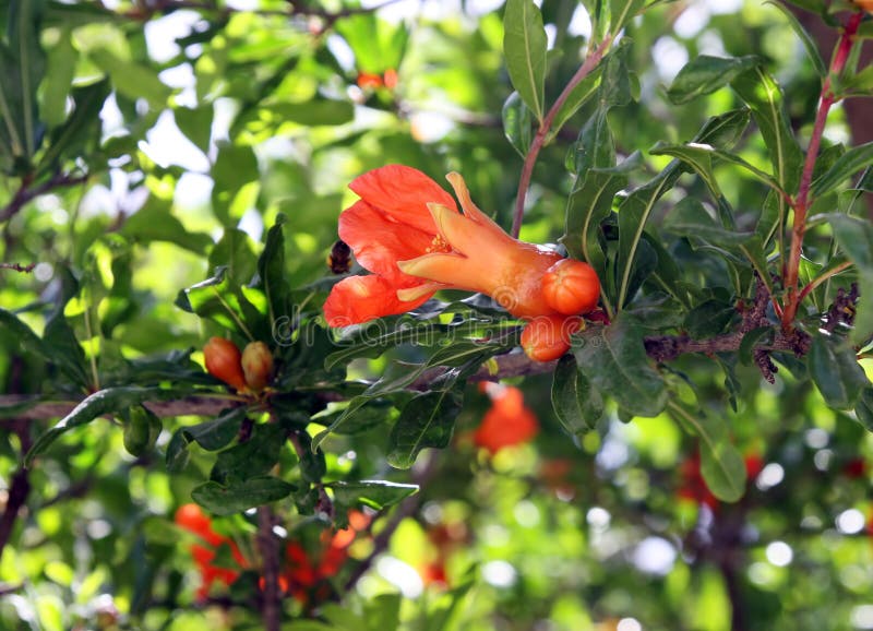 Flowering Pomegranate Tree in the Spring Stock Photo - Image of ...