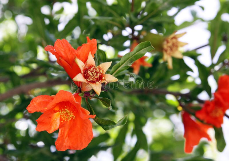 Flowering Pomegranate Tree in the Spring Stock Photo - Image of growth ...