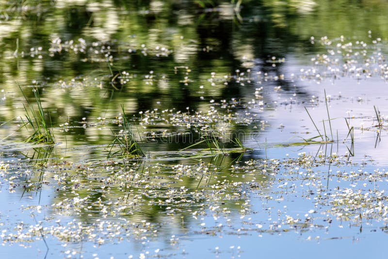 Flowering pond in spring stock image. Image of grass - 111637685