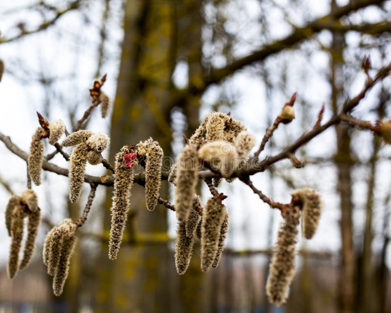Poplar Buds stock image. Image of plant, spring, populus - 27805185