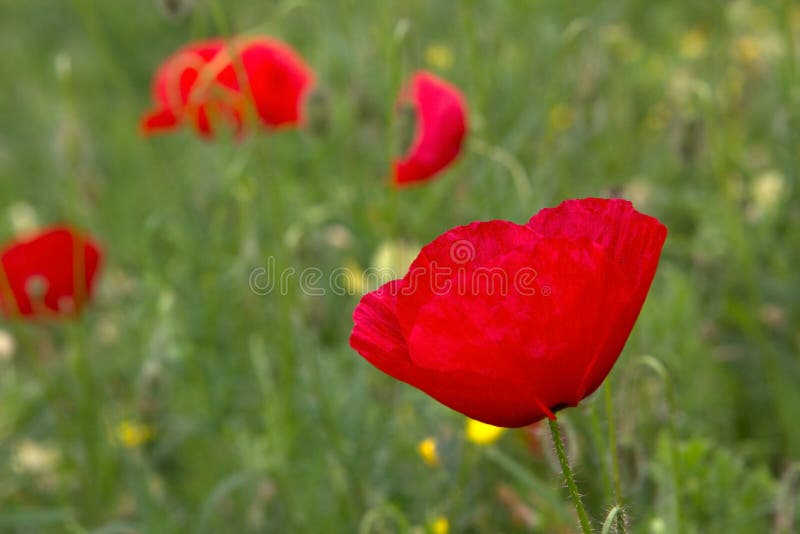 Flowering poppies stock photo. Image of flora, plants - 40548356