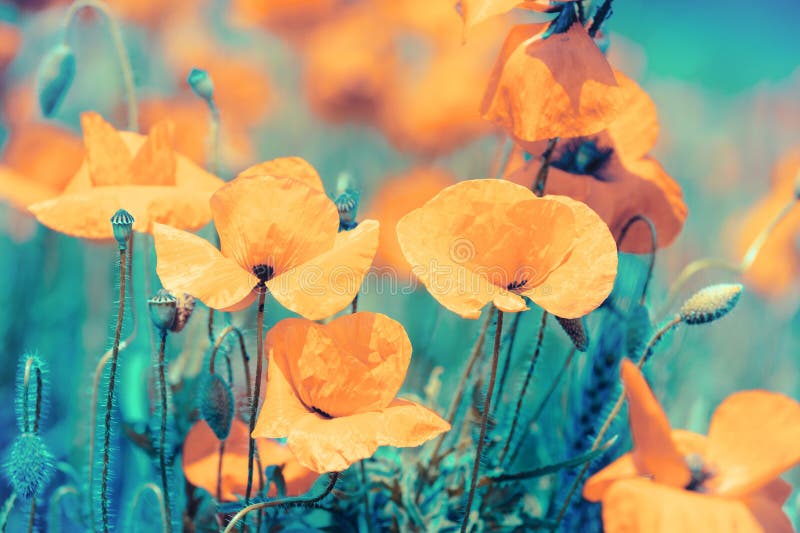Flowering Poppy Field Nature Background Stock Image - Image of growth ...