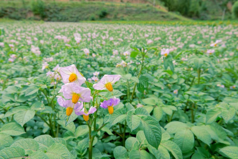 Flowering potato field stock photo. Image of bloom, land - 192540194