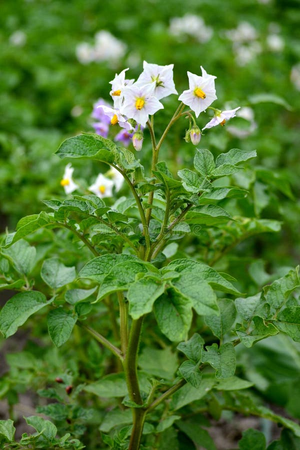 Flowering potato plant stock image. Image of blooming - 54997935