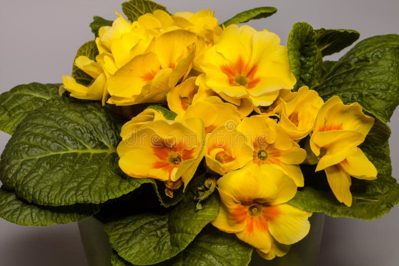 Flowering potted primroses stock image. Image of flowerpot - 51628347