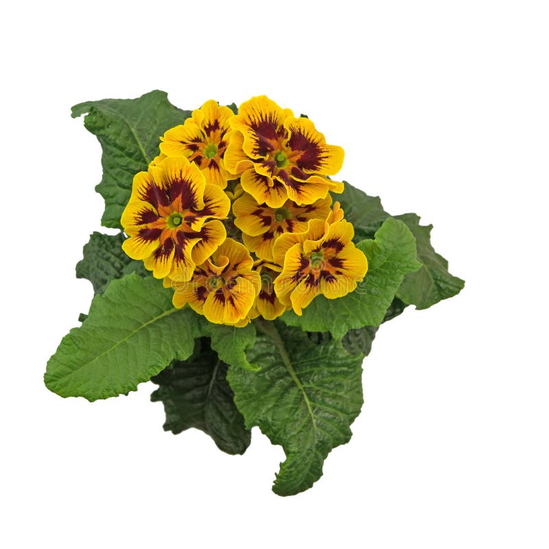 Flowering Primrose Against White Background Stock Image - Image of ...