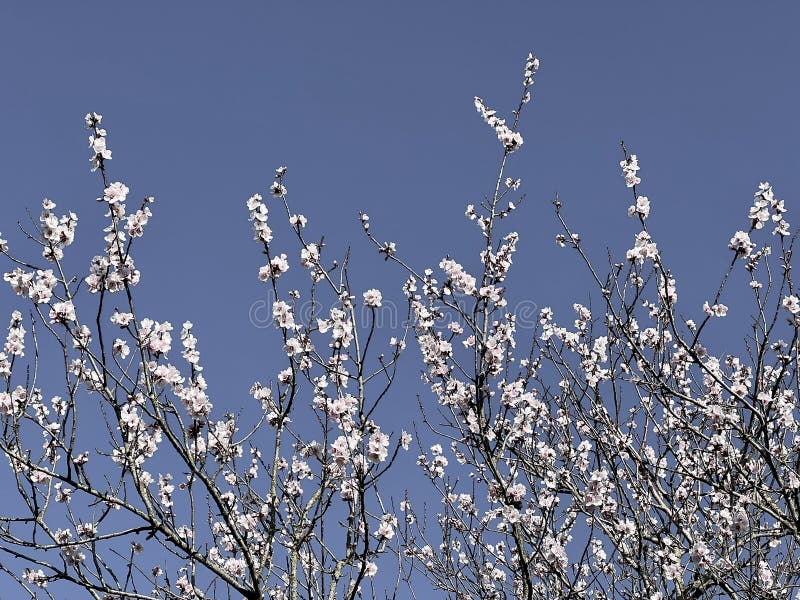 Flowering Prunus Accolade Cherry Tree. Stock Photo - Image of blossom ...