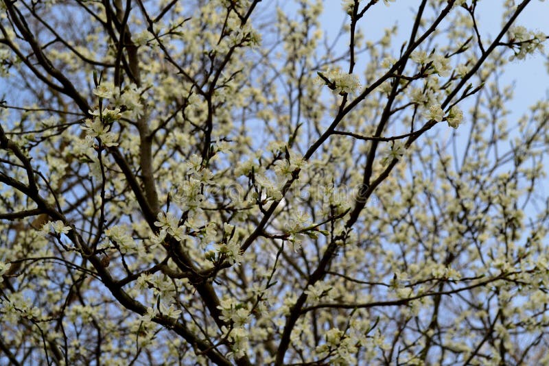 Flowering pulm tree stock photo. Image of close, nature - 58152258