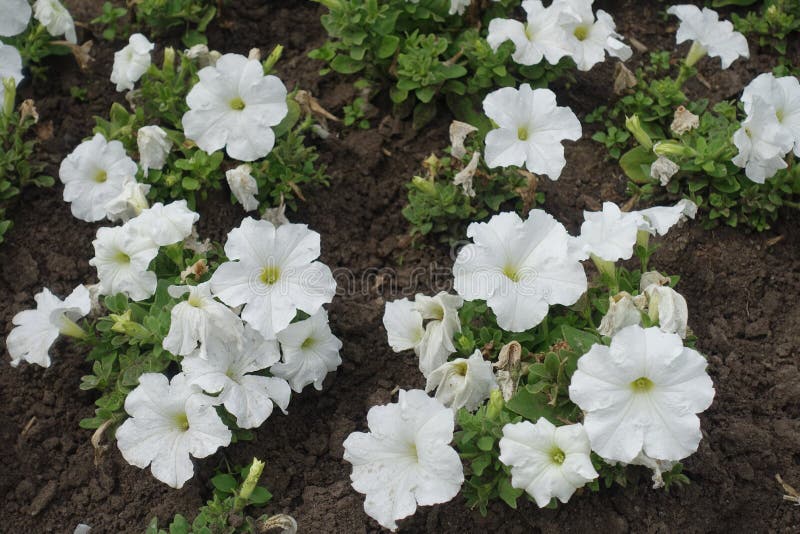 Flowering Pure White Petunias in June Stock Image - Image of stem, garden: 254308309