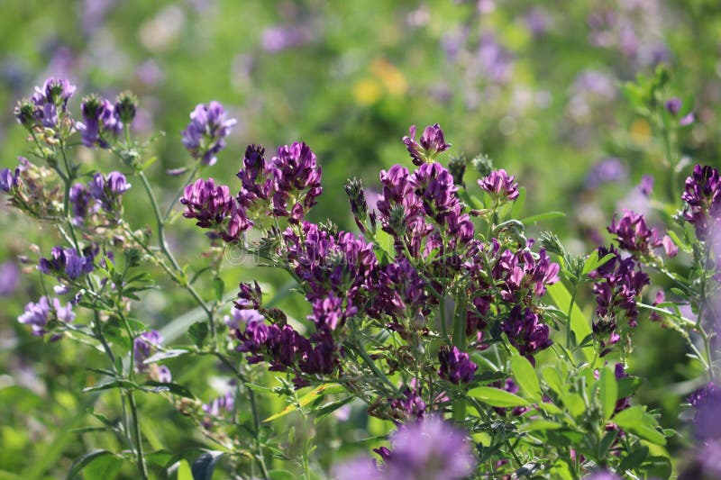 Flowering Purple Alfalfa (Medicago Sativa) Plants on Green Field Stock ... Flowering Purple Alfalfa (Medicago Sativa) Plants on Green Field Stock ...