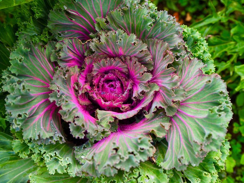 Flowering purple cabbage stock image. Image of blossom - 135591679