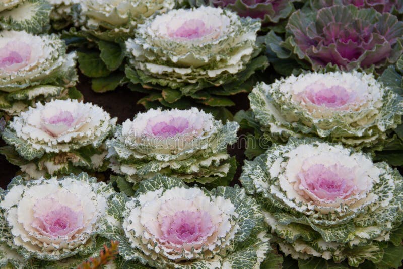 Flowering purple cabbage stock photo. Image of garden - 85319328