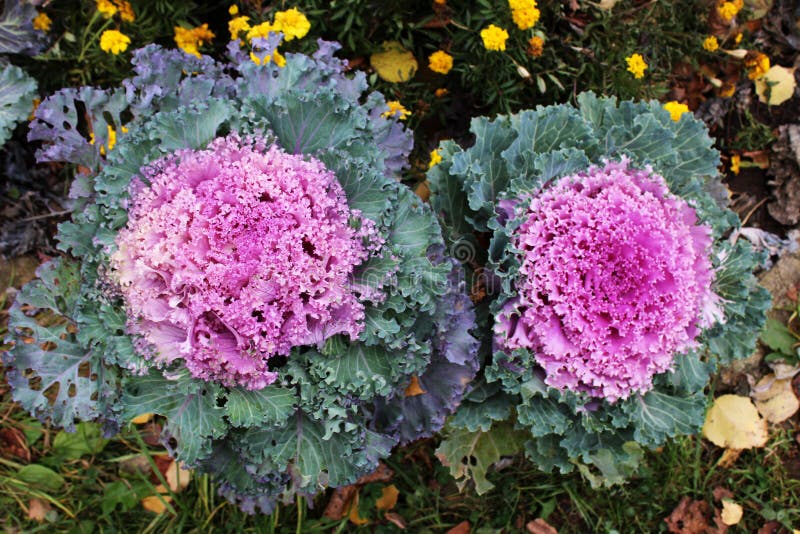 Flowering Purple Cabbage in the Garden Stock Image - Image of design ...
